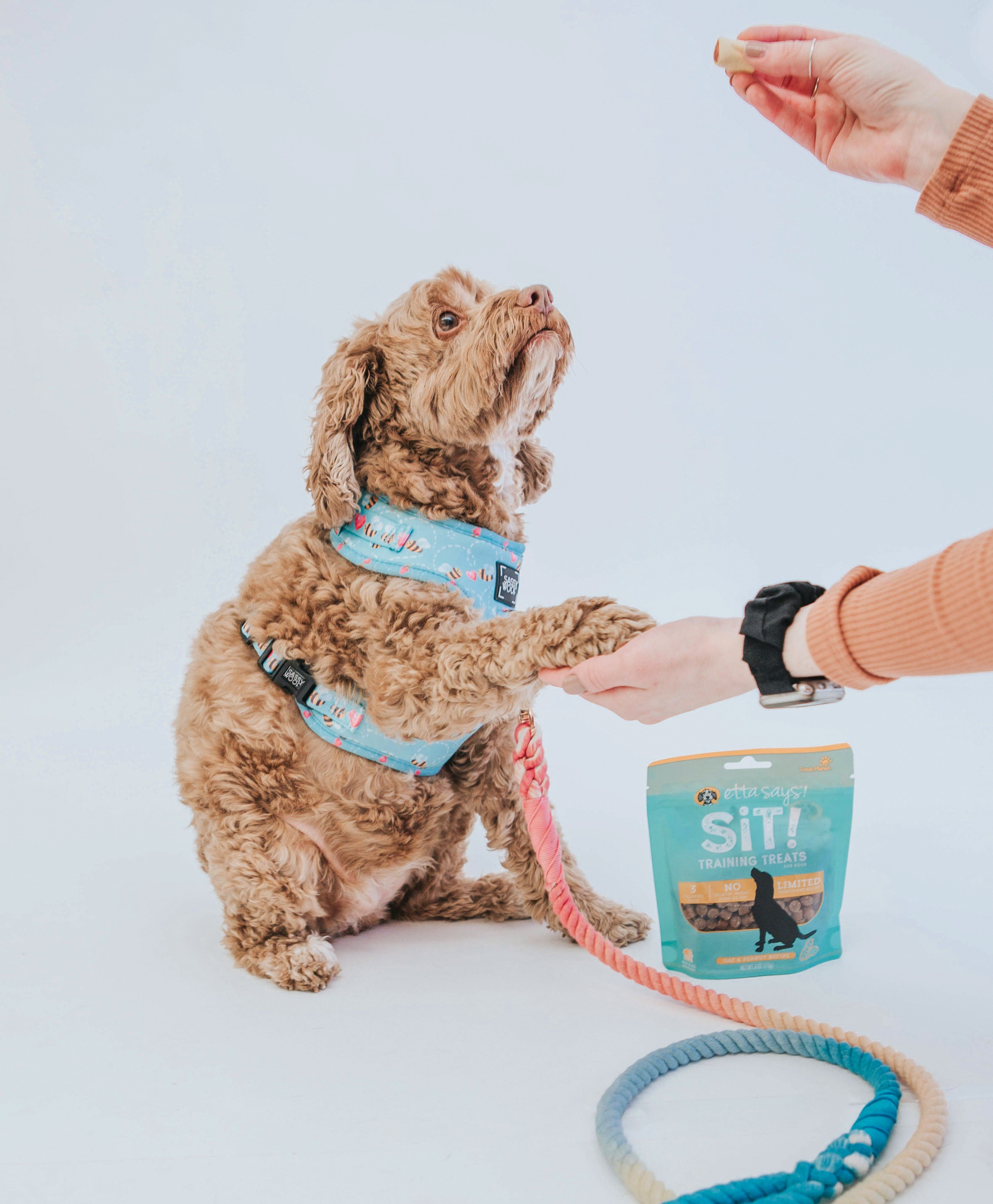 What Type of Training is Right For Your Pup? | Sassy Woof