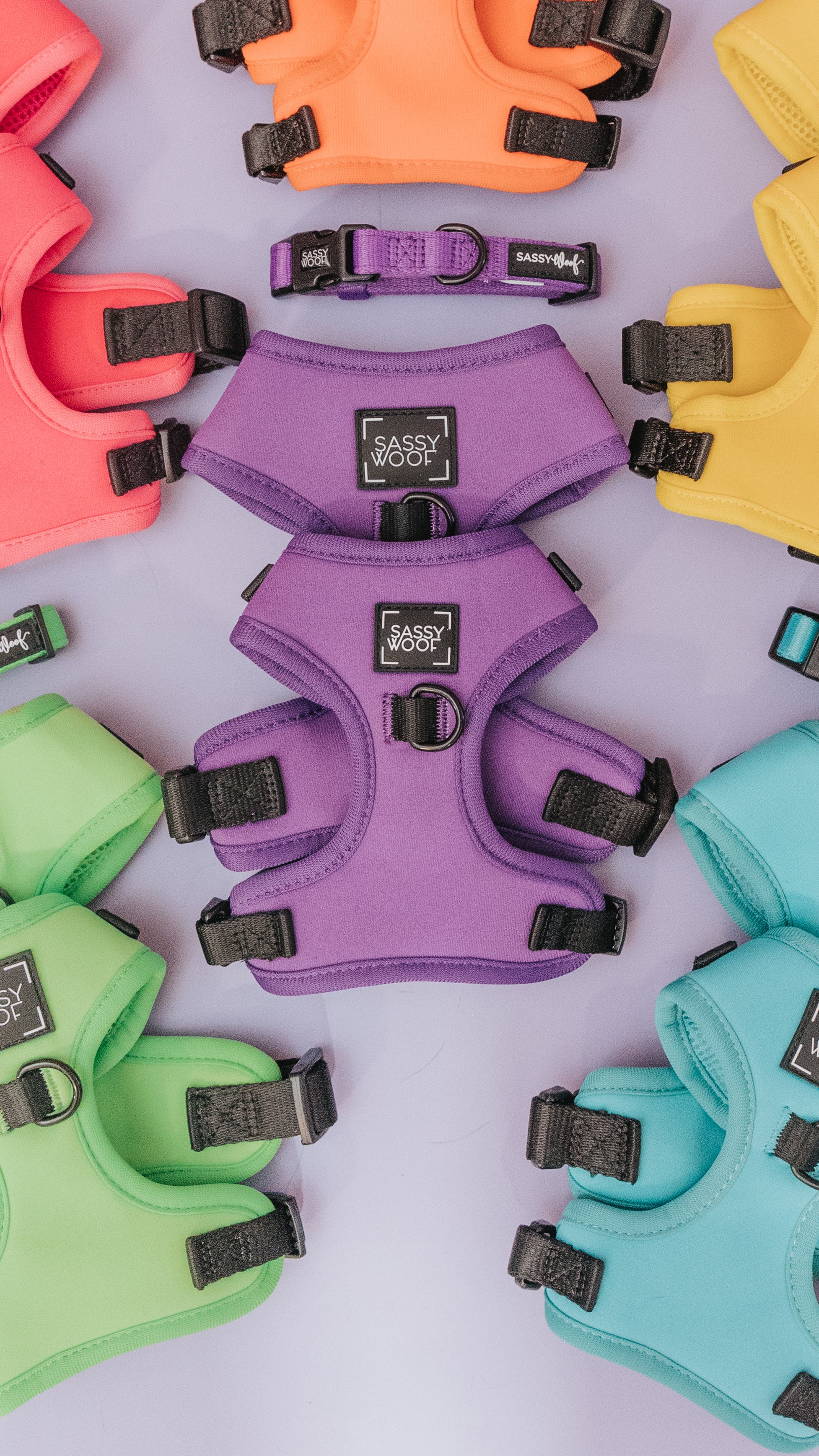 Neon Purple | Sassy Woof Collection