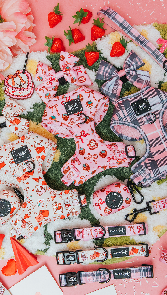 Affordable & Modern Accessories for Dogs | Sassy Woof