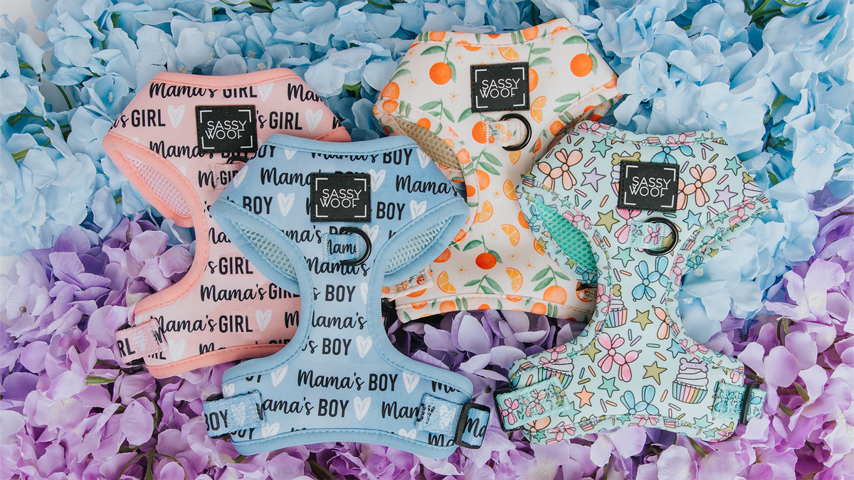 Affordable & Modern Accessories for Dogs | Sassy Woof