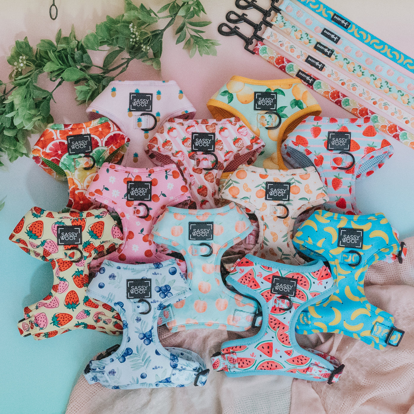 Solid Collections | Sassy Woof Collection