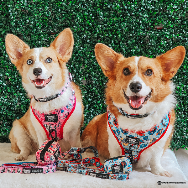 Affordable & Modern Accessories for Dogs | Sassy Woof