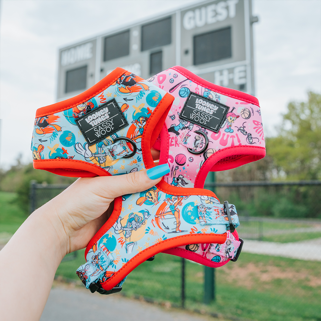 Affordable & Modern Accessories for Dogs | Sassy Woof