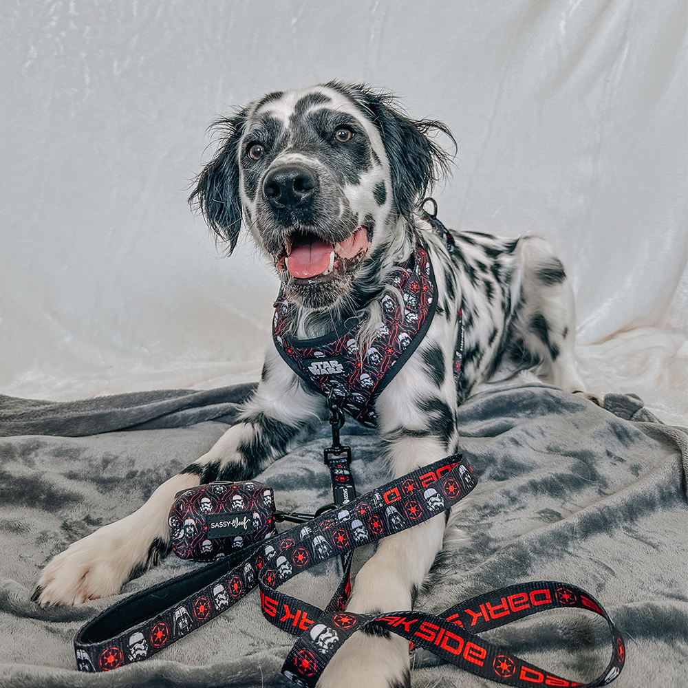 Affordable & Modern Accessories for Dogs | Sassy Woof