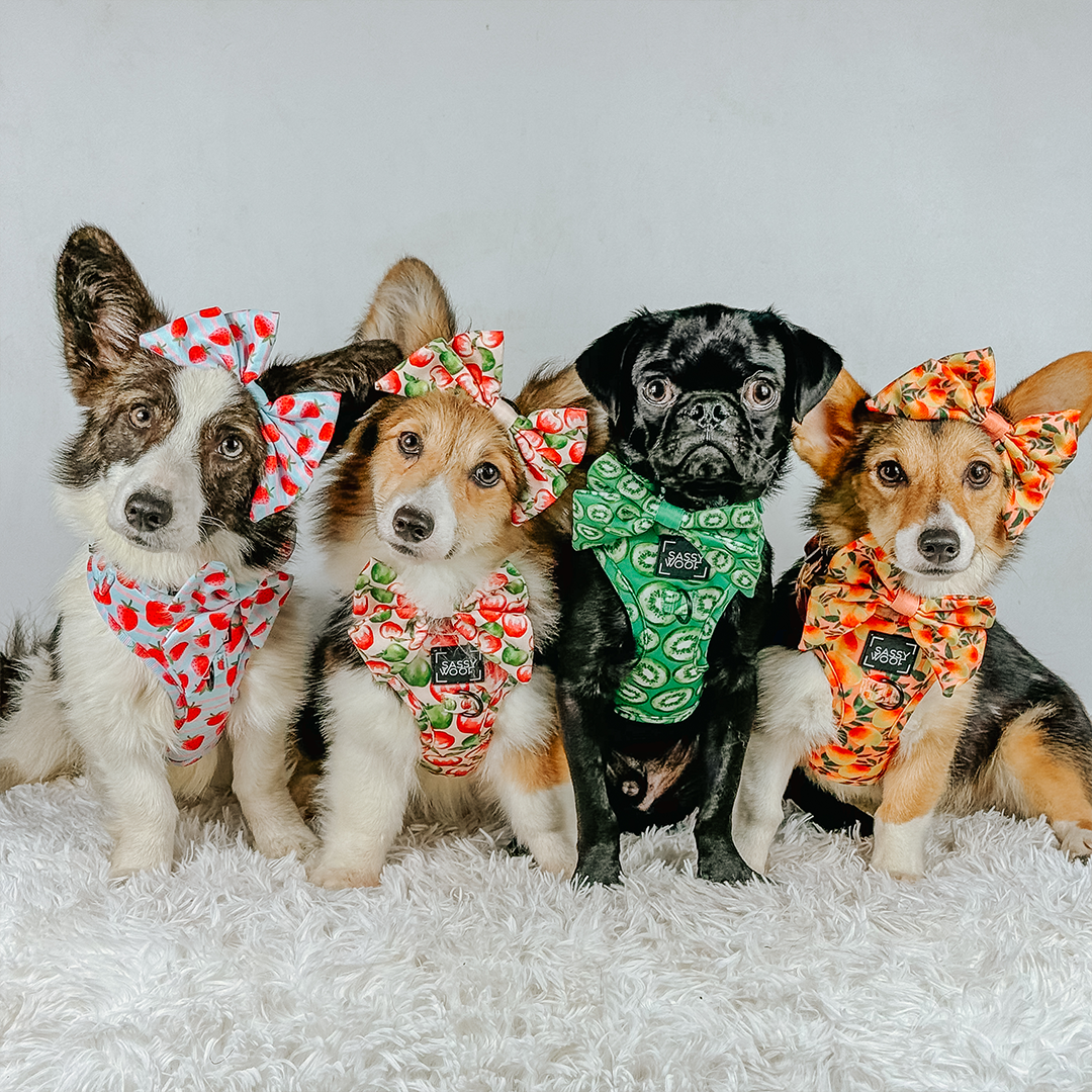 Affordable & Modern Accessories for Dogs | Sassy Woof