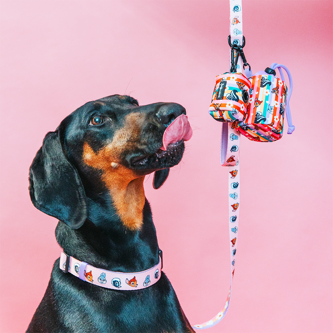 Affordable & Modern Accessories for Dogs | Sassy Woof