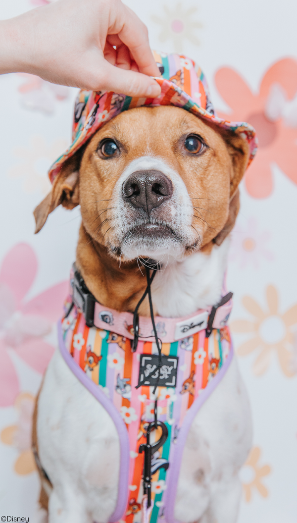 Affordable & Modern Accessories for Dogs | Sassy Woof