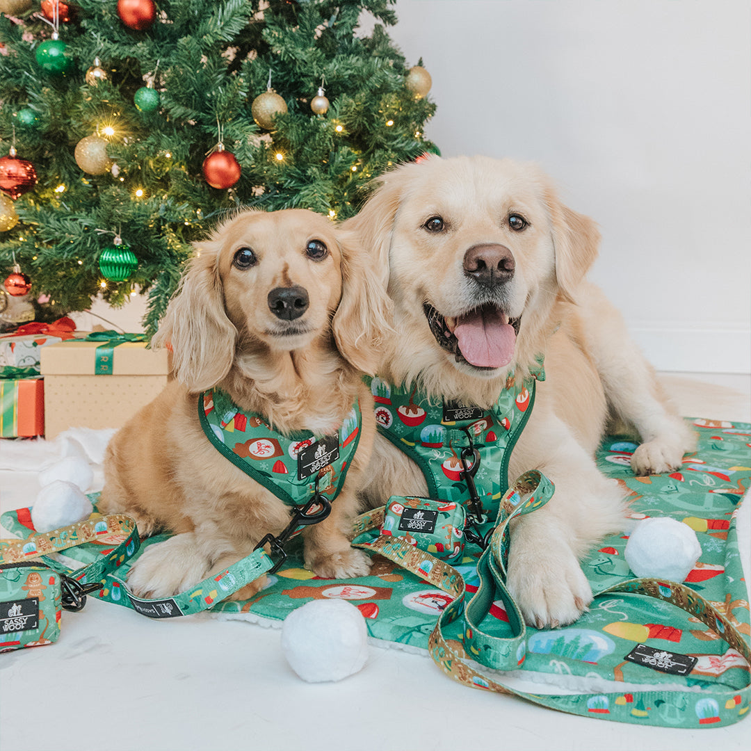 Affordable & Modern Accessories for Dogs | Sassy Woof