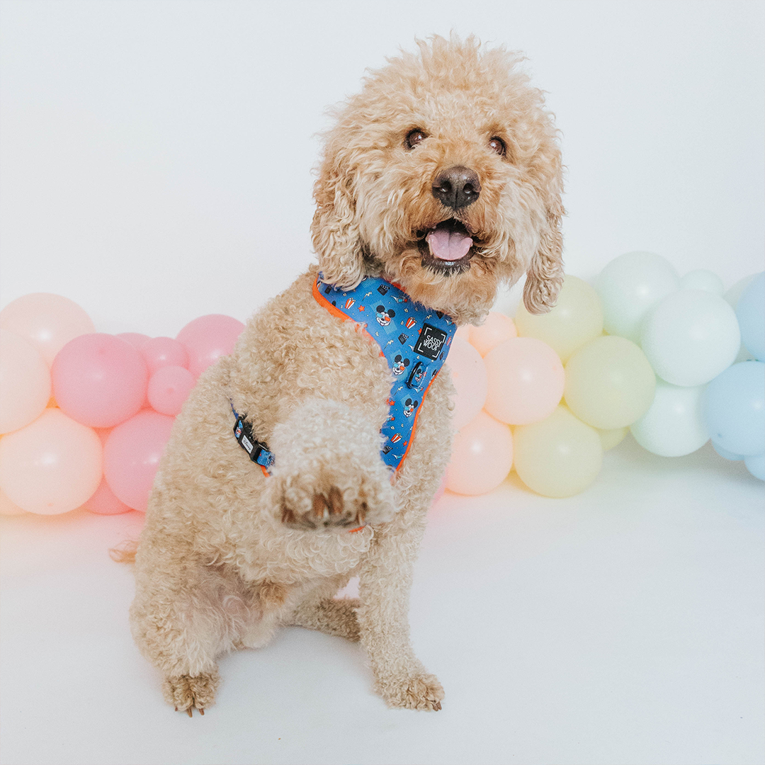 Affordable & Modern Accessories for Dogs | Sassy Woof