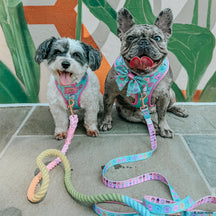 Dog Rope Leash - Polly Pocket™ | Sassy Woof Product
