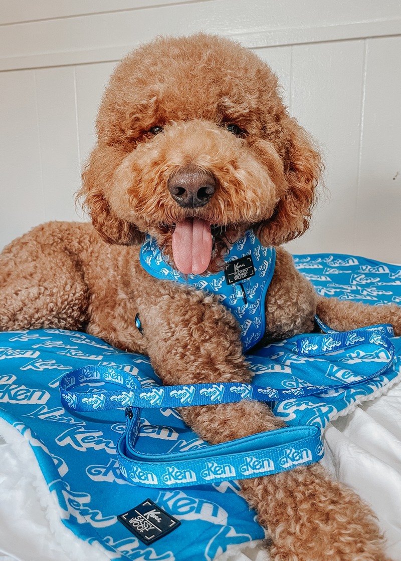 Affordable & Modern Accessories for Dogs | Sassy Woof