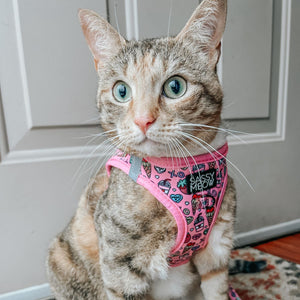 Sassy Meow | Sassy Woof