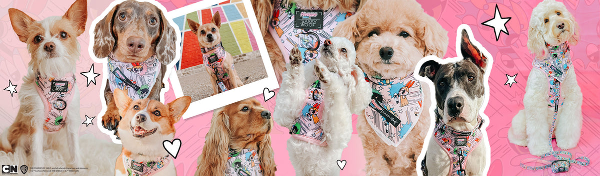 The Powerpuff Girls™ - Pink | Sassy Woof
