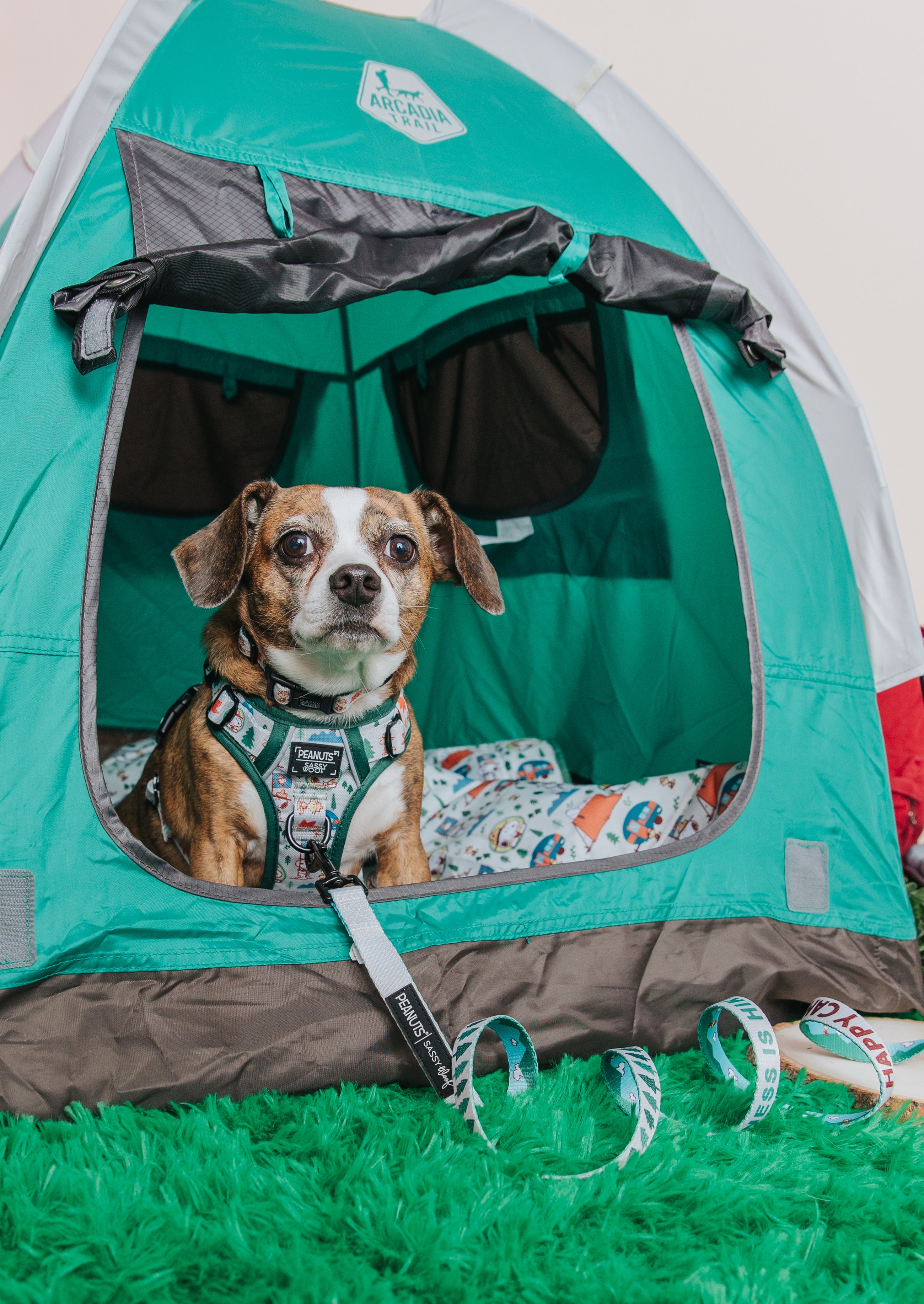 Affordable & Modern Accessories for Dogs | Sassy Woof