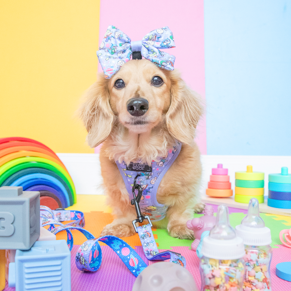 Affordable & Modern Accessories for Dogs | Sassy Woof