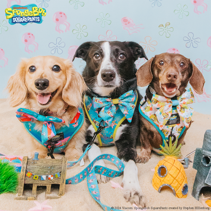 Affordable & Modern Accessories for Dogs | Sassy Woof