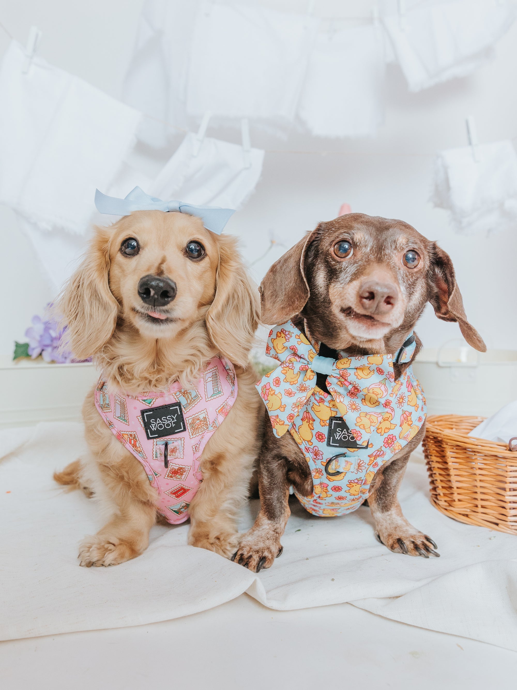 Affordable & Modern Accessories for Dogs | Sassy Woof