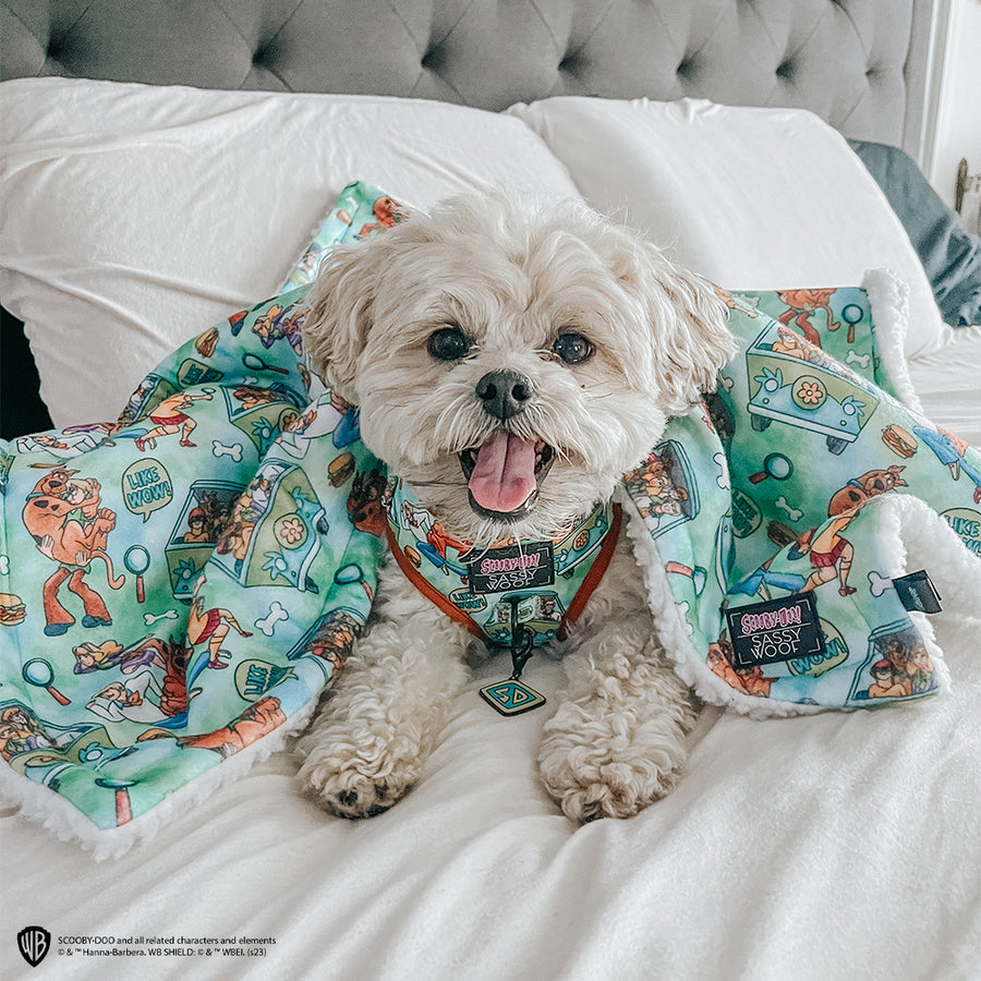 Dog Collar Tag - Scooby-Doo™ | Sassy Woof Product