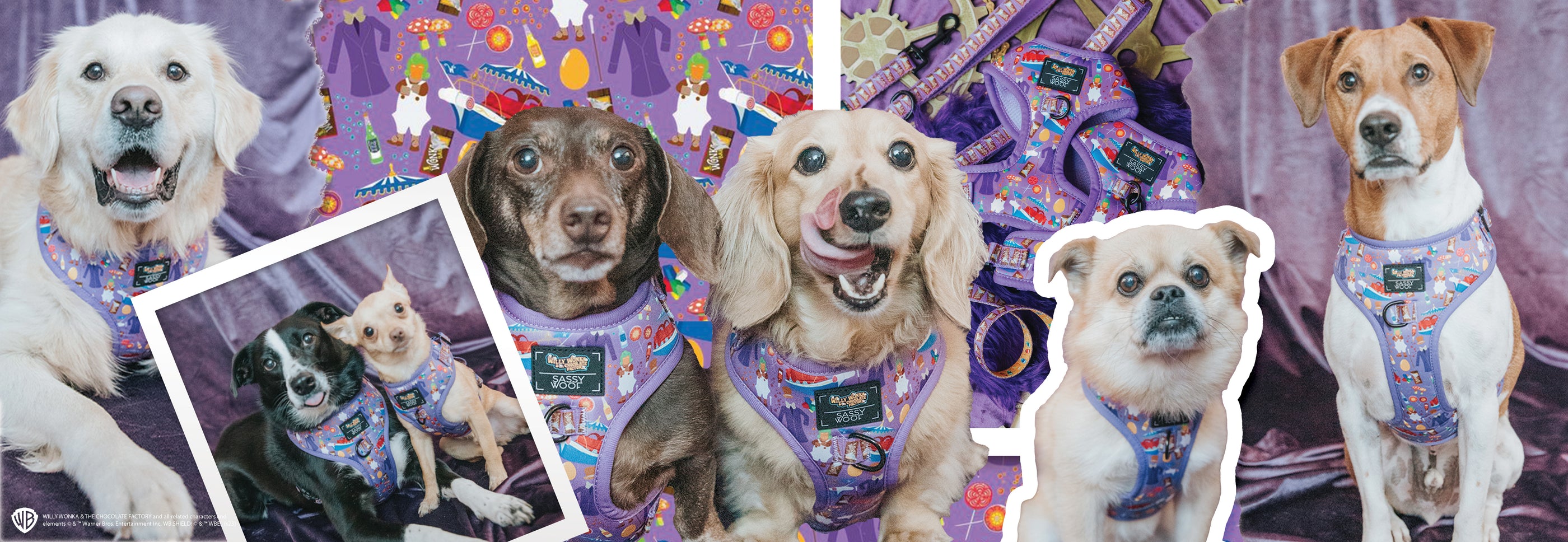 Willy Wonka™ X Sassy Woof | Sassy Woof