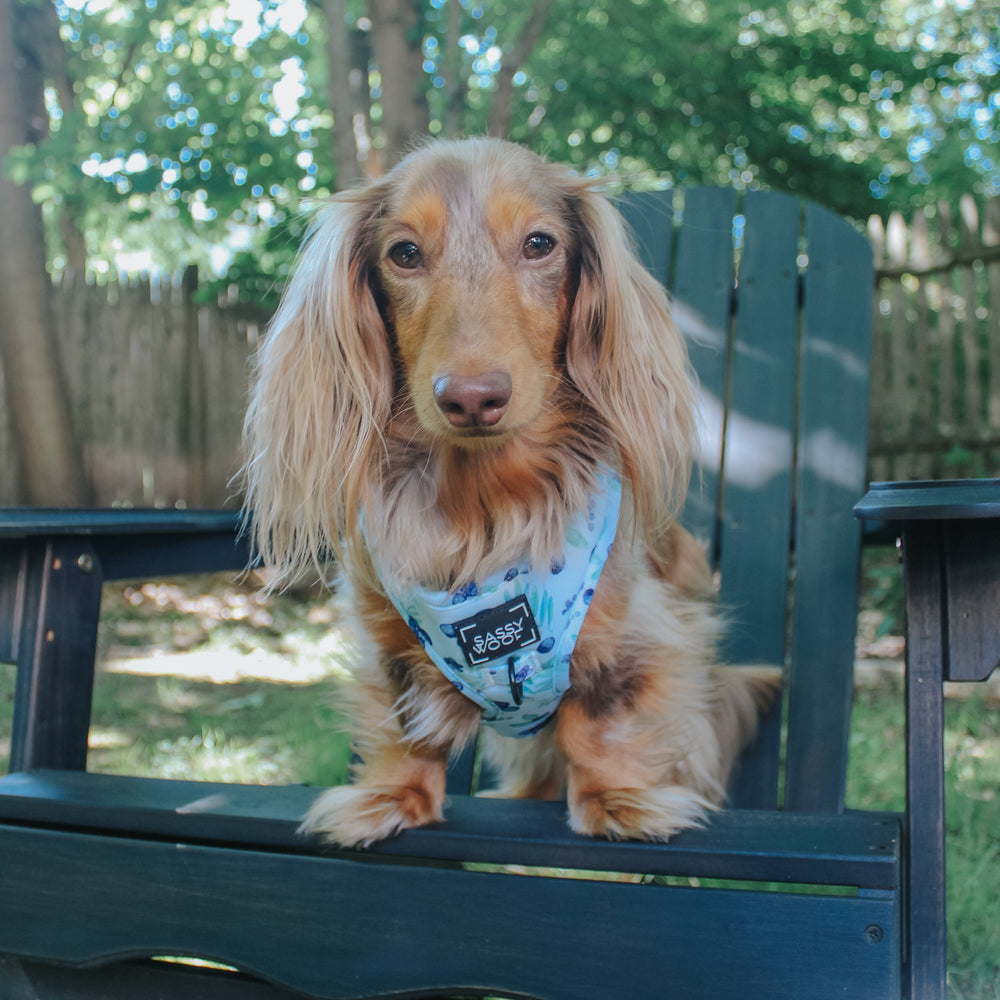 Dog Adjustable Harness - Berry Sassy | Sassy Woof Product