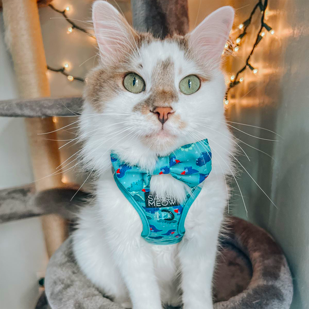 Affordable & Modern Accessories for Dogs | Sassy Woof