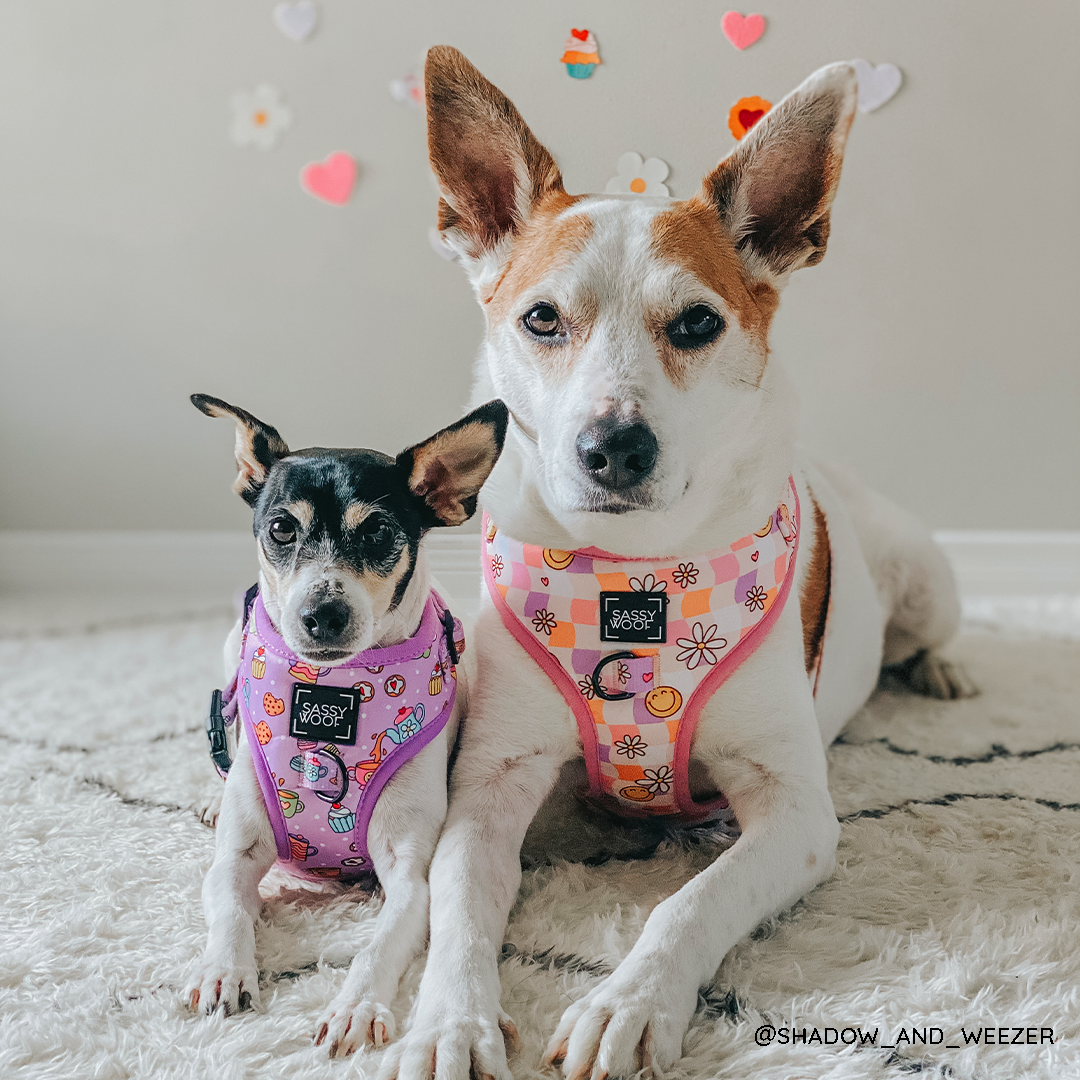 Affordable & Modern Accessories for Dogs | Sassy Woof