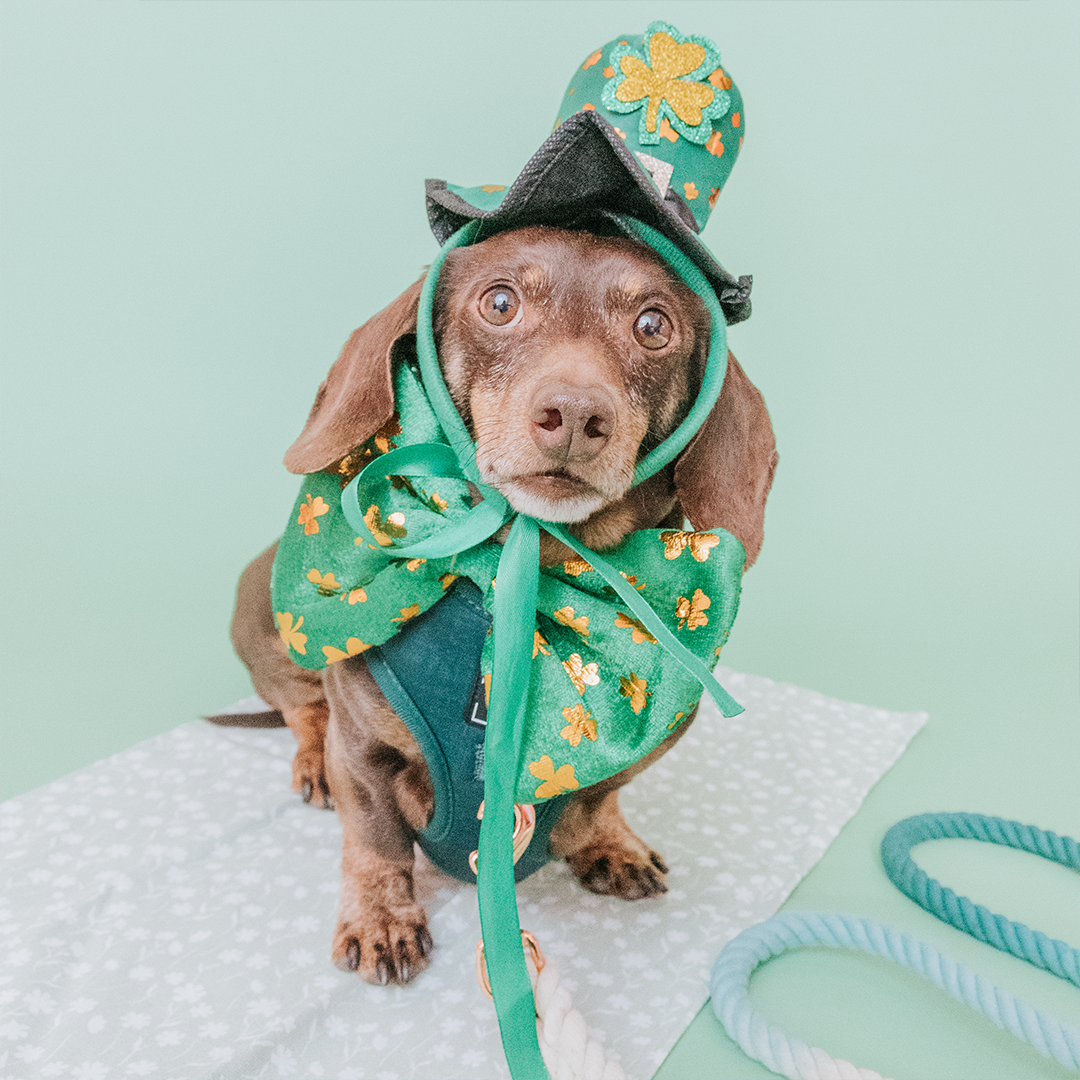 Affordable & Modern Accessories for Dogs | Sassy Woof