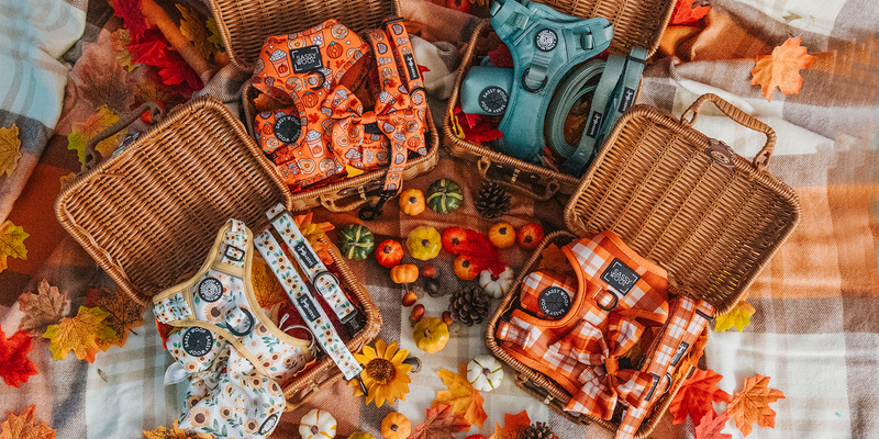 Friends x Sassy Woof | Sassy Woof