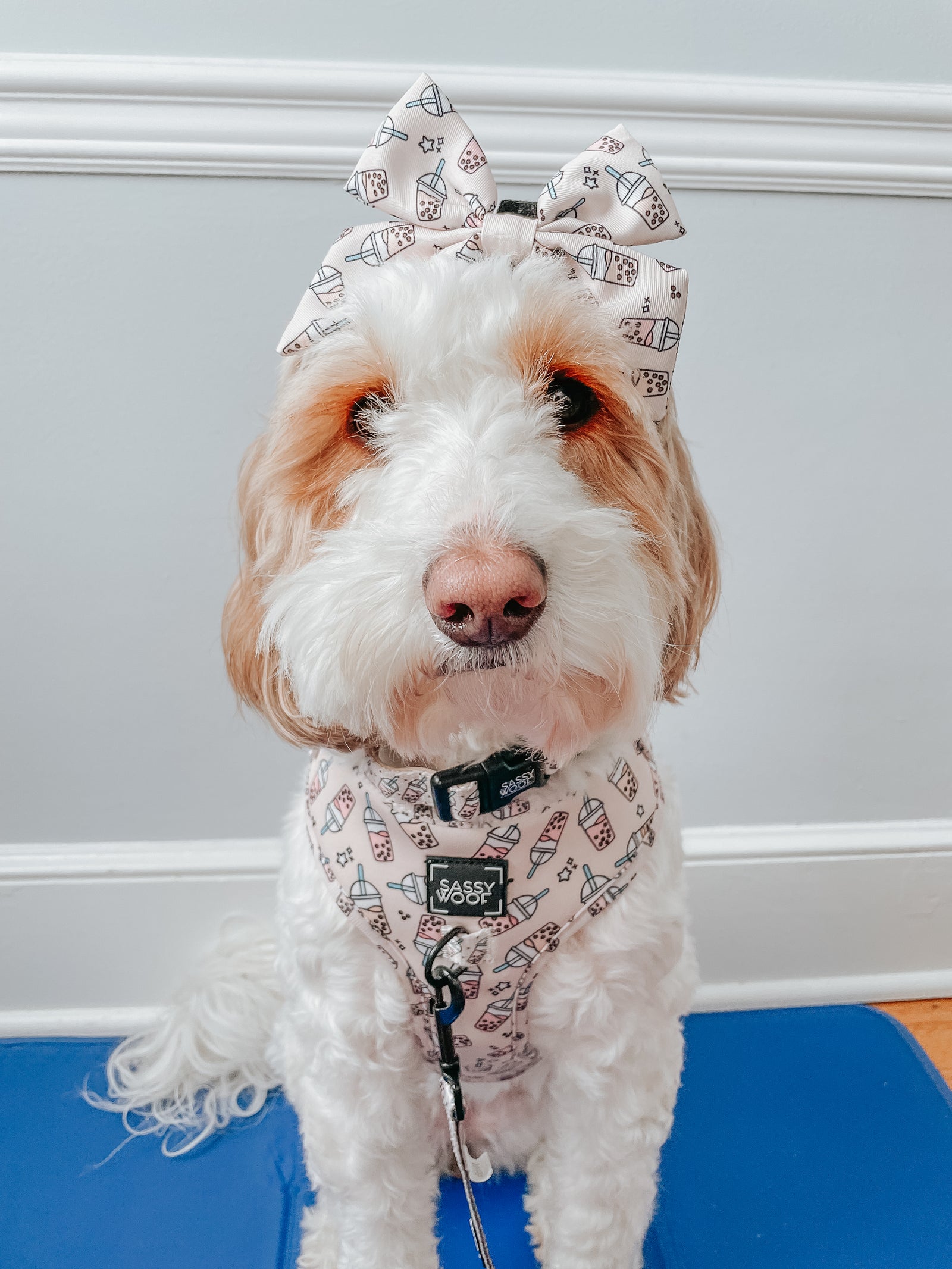 Dog Adjustable Harness - Spill the Tea | Sassy Woof Product