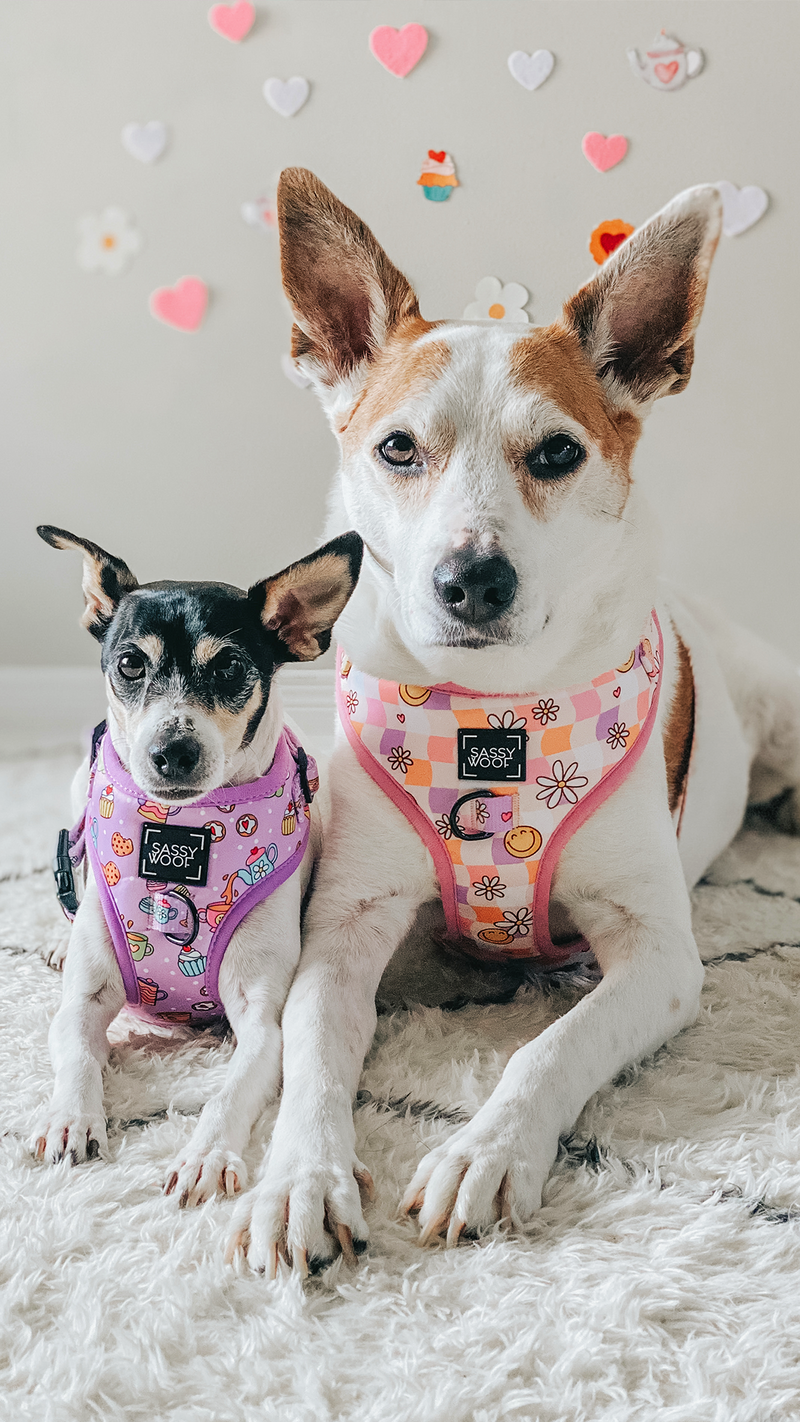 Affordable & Modern Accessories for Dogs | Sassy Woof