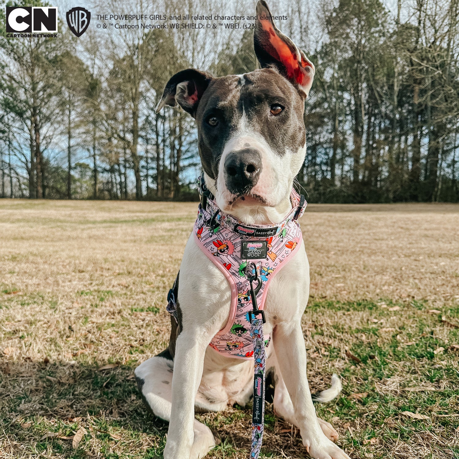 Dog Collar - The Powerpuff Girls™ (Pink) | Sassy Woof Product